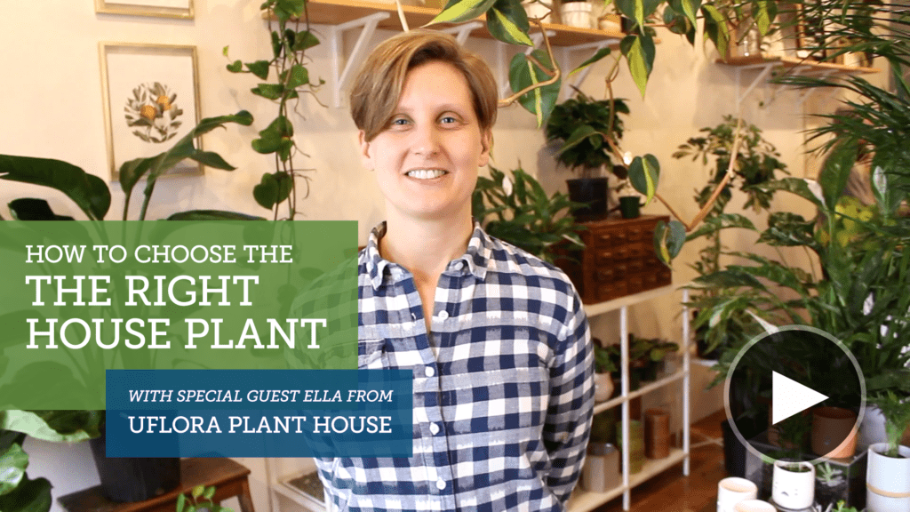 How to Choose the Right House Plant (featuring Uflora Plant House ...